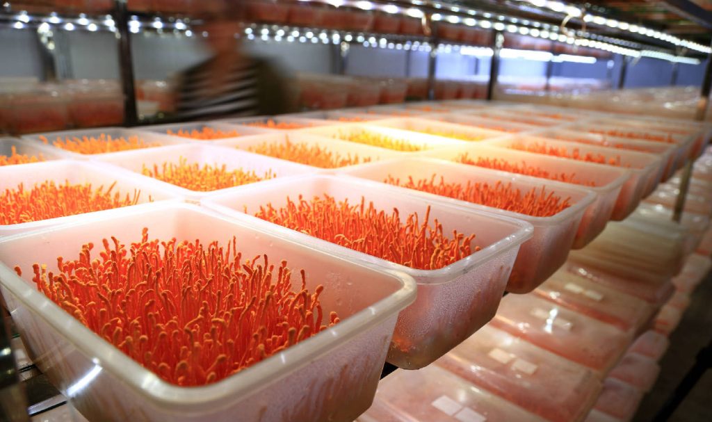 Cordyceps sinensis mushroom extract | Shanghai YOH Bio-tech Co., Ltd